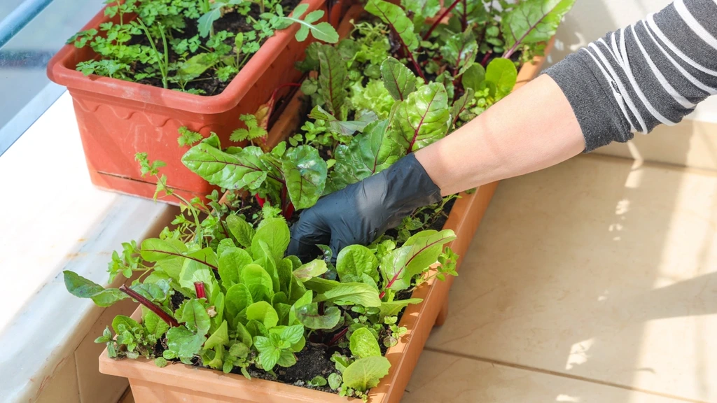 Como iniciar uma horta caseira: passo a passo para cultivar saúde, sabor e sustentabilidade em ...